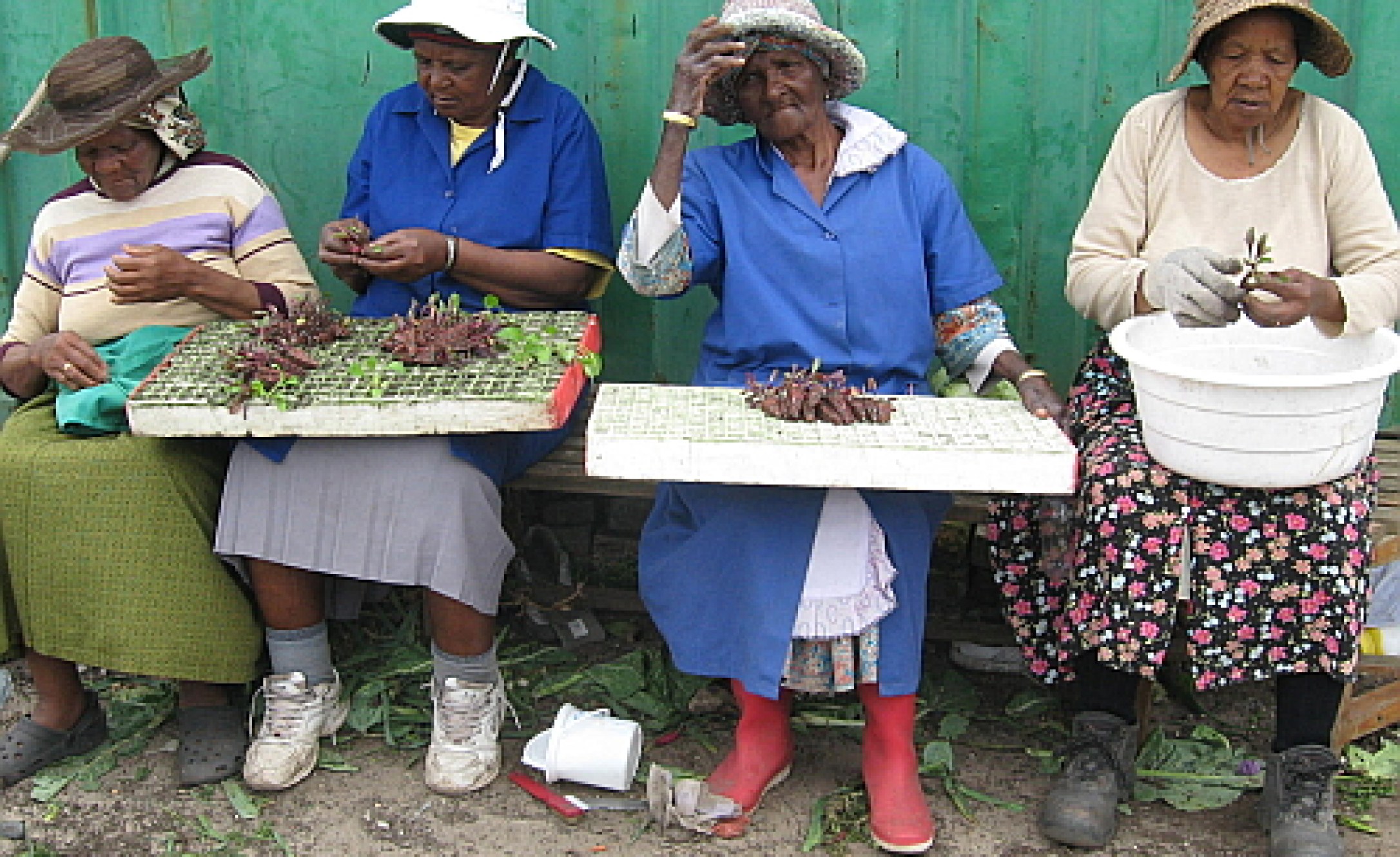 Africa: Smallholder Agriculture Transforms Lives of Poor - allAfrica.com