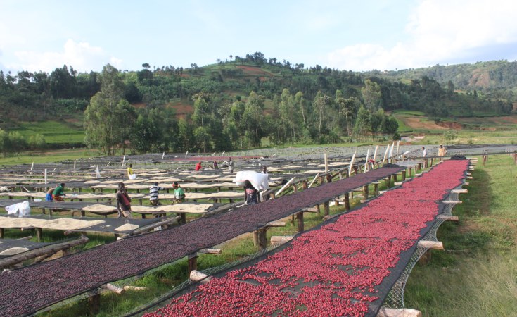 Madagascar: Exportation - Le marché du café arabica reste à prendre ...