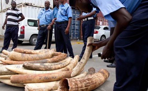 Kenya's Mombasa Port New Illegal Ivory Route? - allAfrica.com
