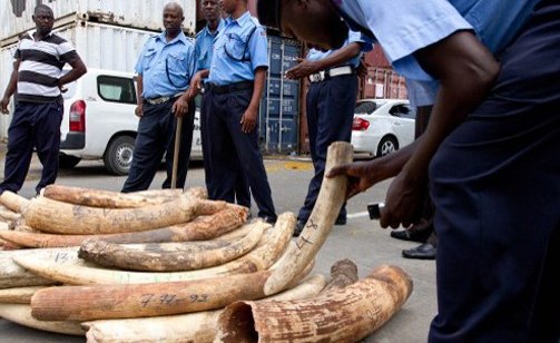 China and Africa Must Work Together to Stop Ivory Trade - allAfrica.com
