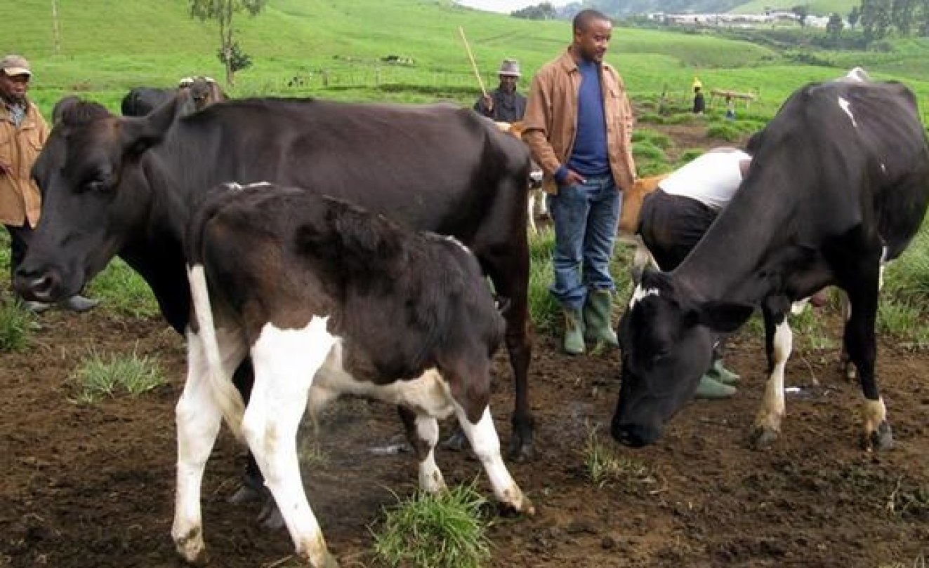 Congo-Kinshasa: Eastern DR Congo - Making Cheese in a War Zone ...