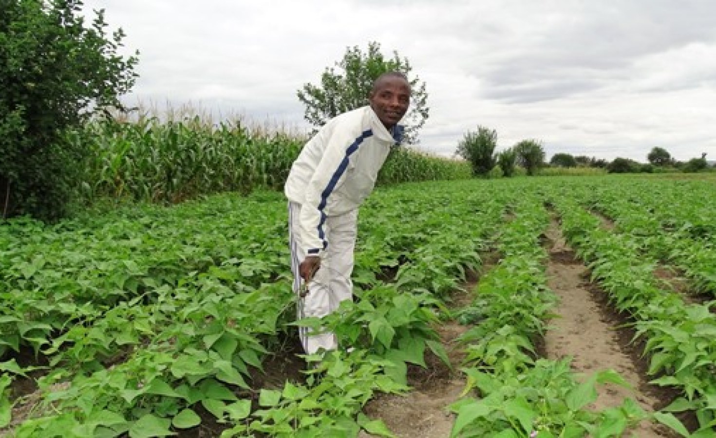 Tanzania: Katani MD - Let Farmers Play Key Role in 2025 Drive ...