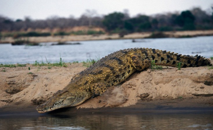 Zimbabwe: Woman Dies in Croc Attack - allAfrica.com
