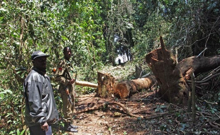 Uganda: Why Restoring Uganda's Forest Cover is a Challenging Task ...
