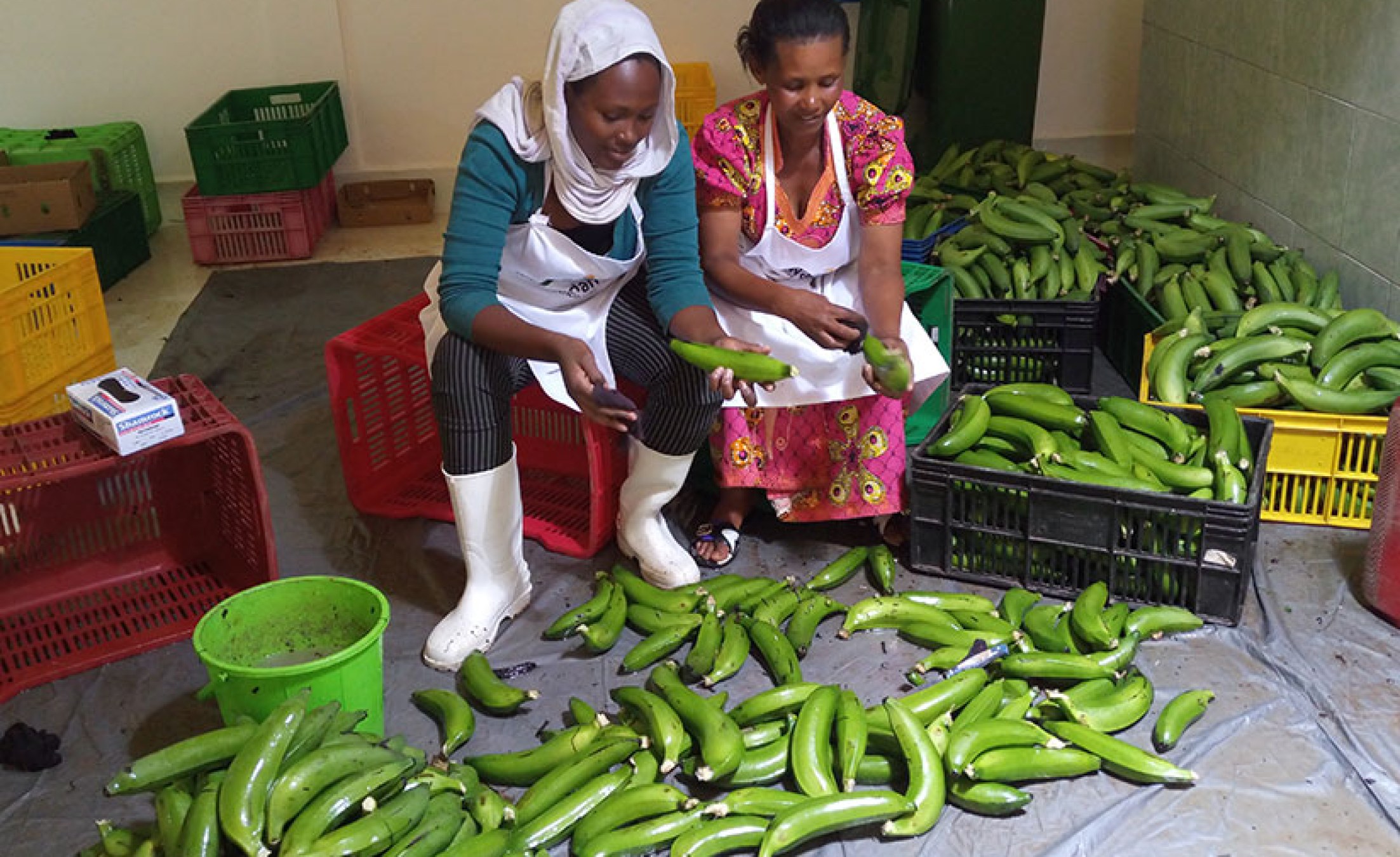 Rwanda: New Banana Variety to Enhance Productivity - allAfrica.com