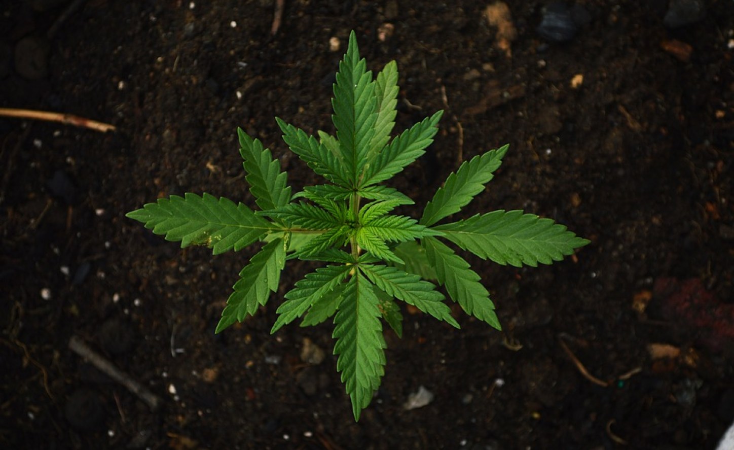 Kenya: Research Miraa, Marijuana Benefits to Human Health, PS Tells ...