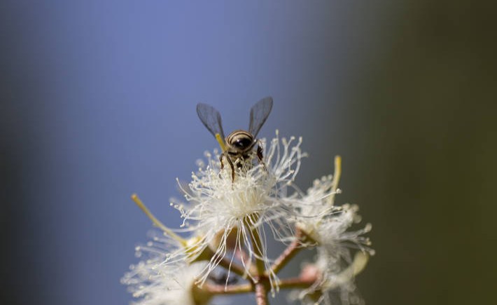 Africa: Pollen in Pee - Fossilised Urine From a Small African Mammal ...