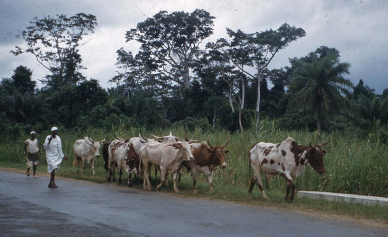 Nigeria: No Law Bans Cattle Grazing in Abuja - Official - allAfrica.com