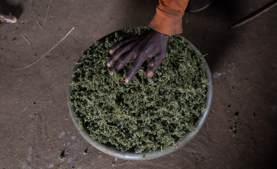Africa: Cannabis Policy Changes in Africa Are Welcome. but Small ...