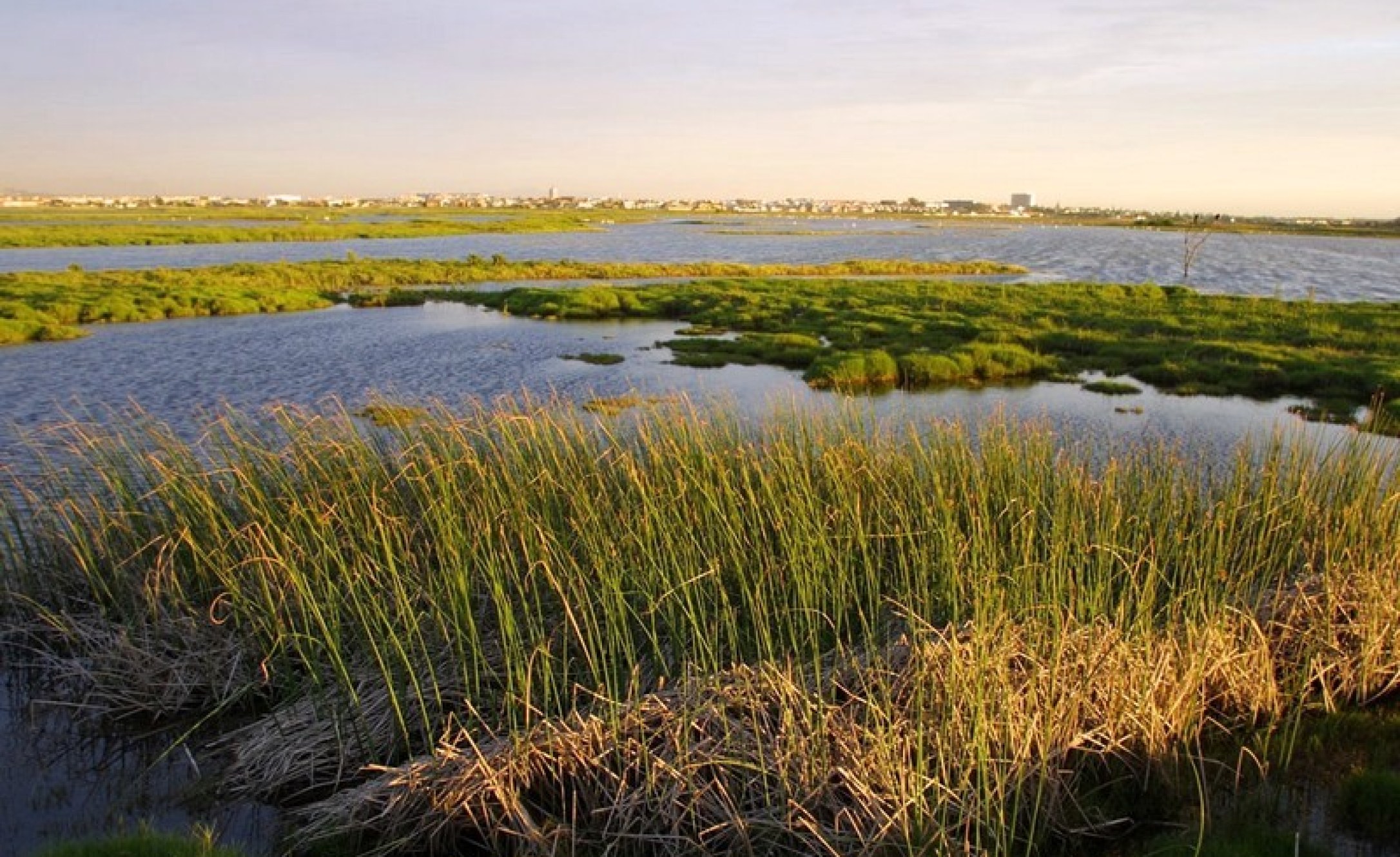 Zimbabwe: Top Court Stops Monavale Wetland Development - allAfrica.com