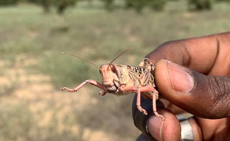 Africa: West Africa At Risk of Desert Locusts' Invasion - FAO ...