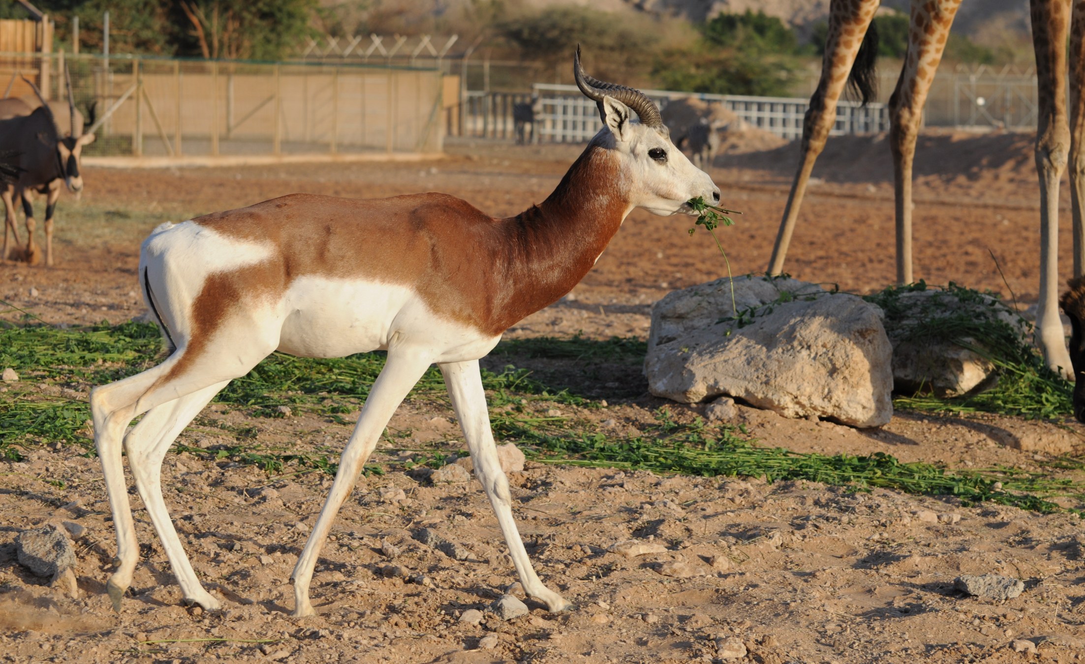 Tunisia's Last Mohrr Gazelle Dies, Species Goes Extinct - allAfrica.com