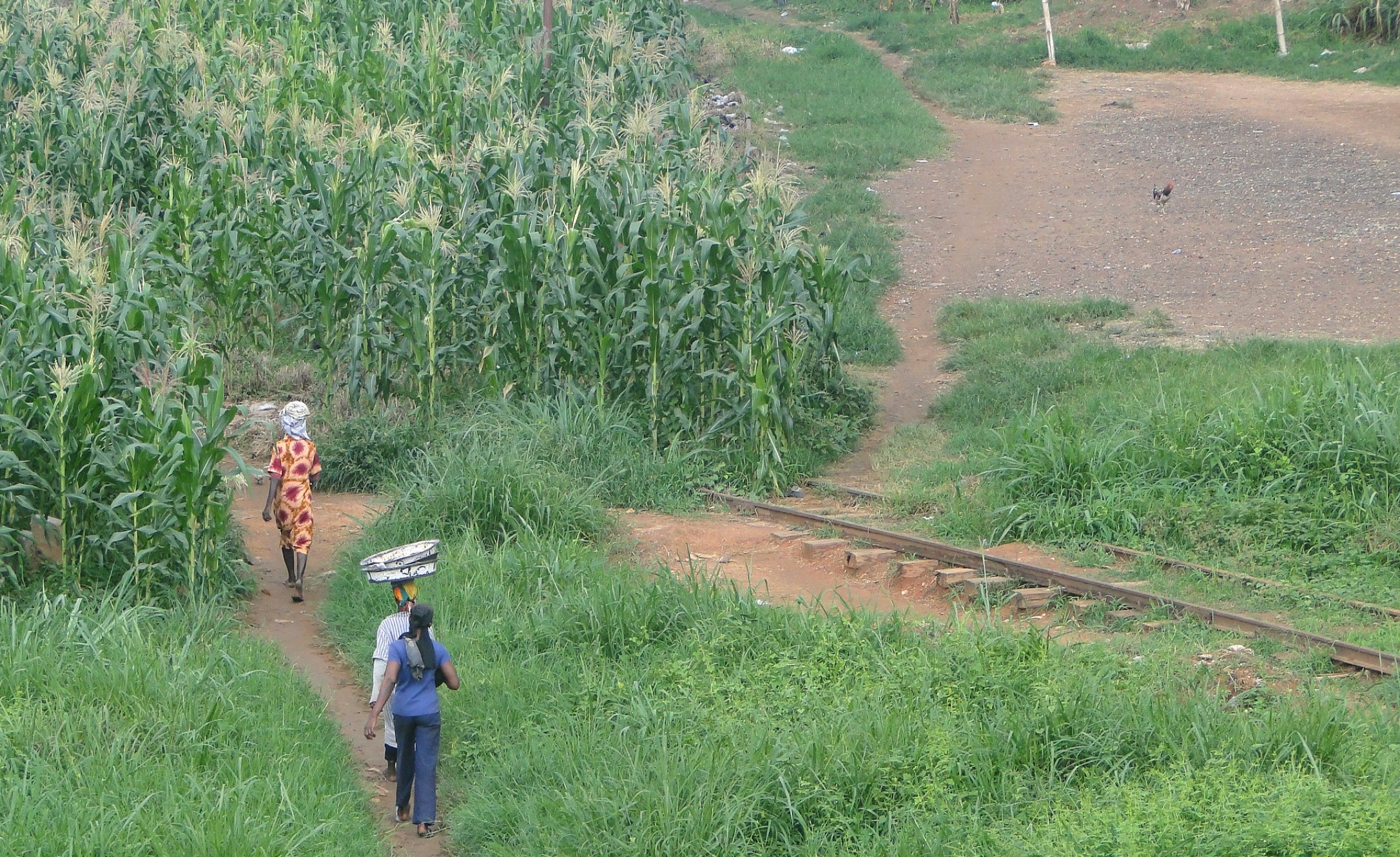 Ghana: Vegetable Farmers in Urban Ghana Don't Worry Much About Food ...