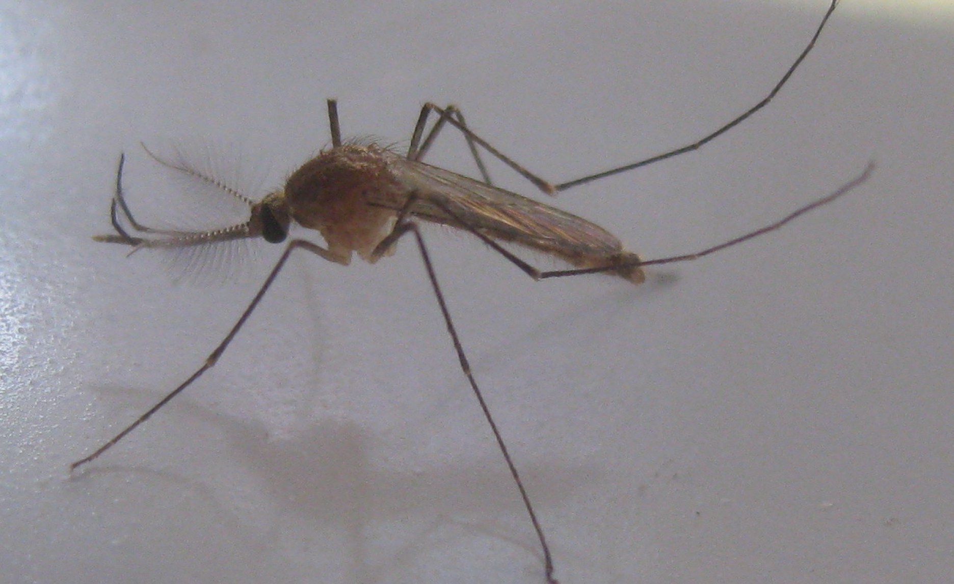Africa Three Things You Should Know About Mosquitoes AllAfrica africa-three-things-you-should-know-about-mosquitoes-allafrica